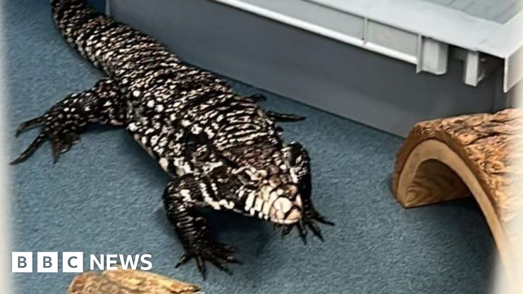 Rescued lizard so big it was kept in dog kennel
