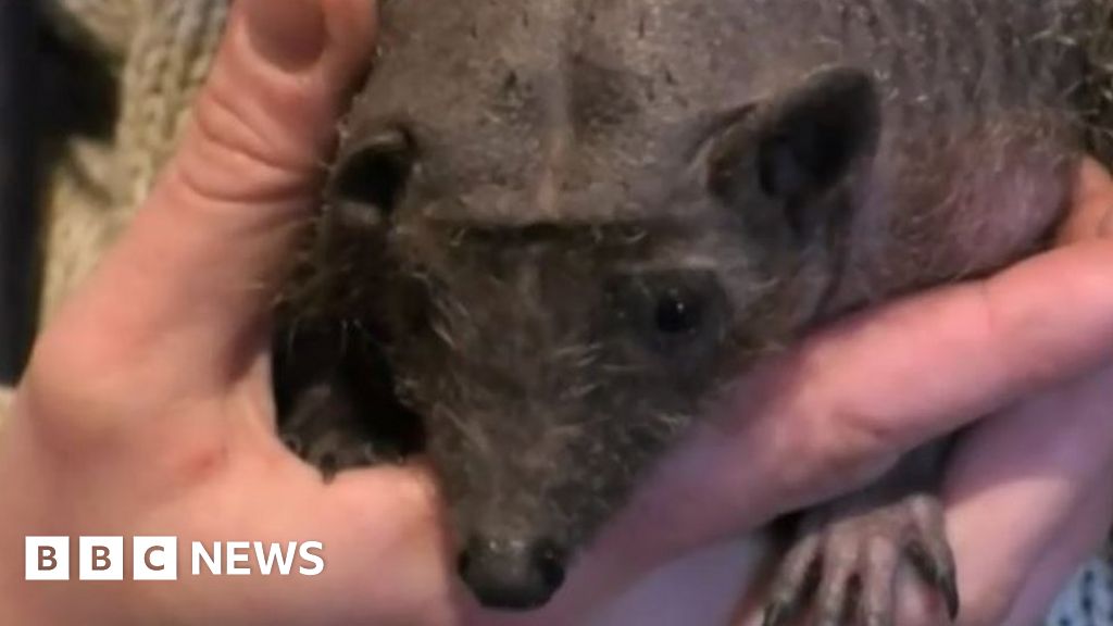 Spineless hedgehog brothers rescued - BBC News