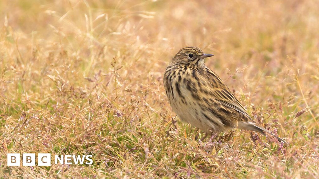 South Georgia Pipit bird bounces back