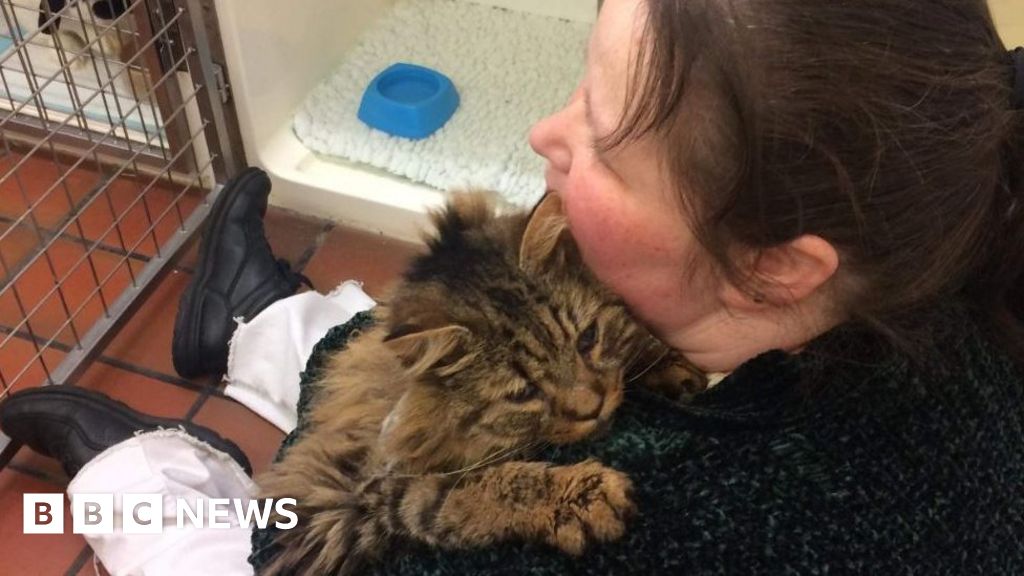 Funds raised for Ely cat that 'saved' owner - BBC News