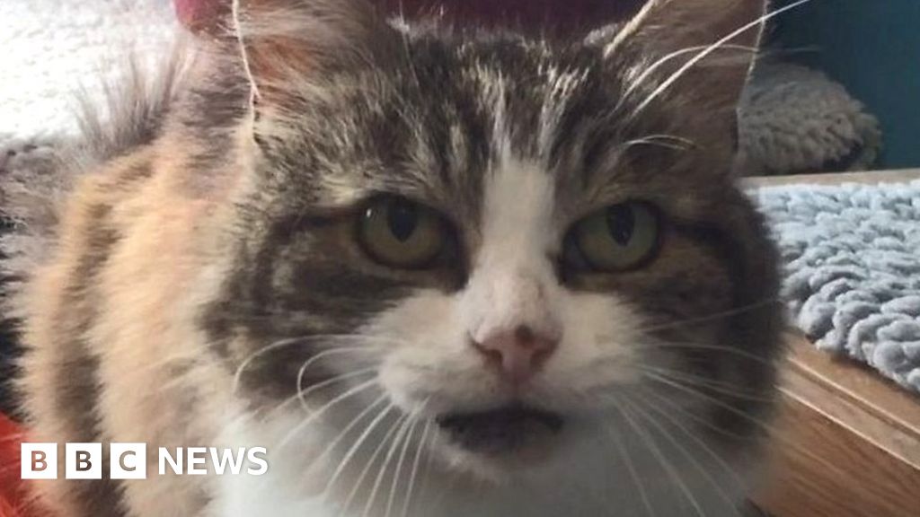 Terminally-ill woman racing to rehome 70 cats