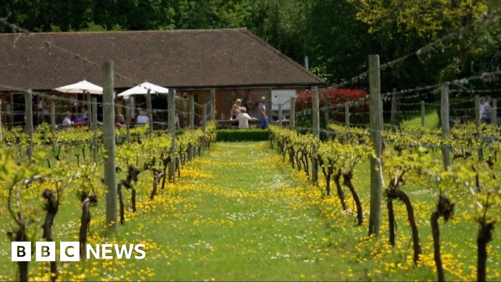 On The Map: Sara Thornton visits vineyard in Barham - BBC News