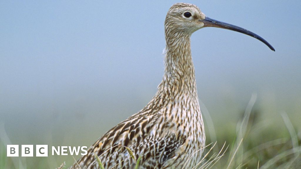 Curlew should be priority species, says RSPB Scotland - BBC News