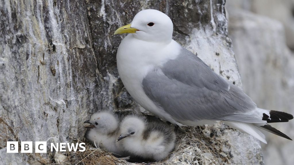 Kittiwake numbers 'down 50% in 25 years' in Wales - BBC News