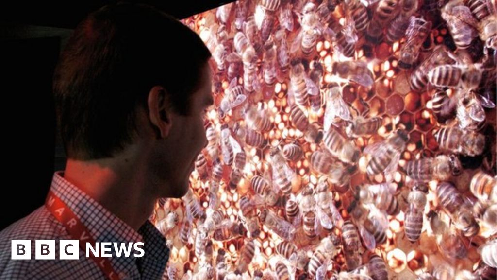 First 8K TV screen to be put on sale by Sharp in October - BBC News