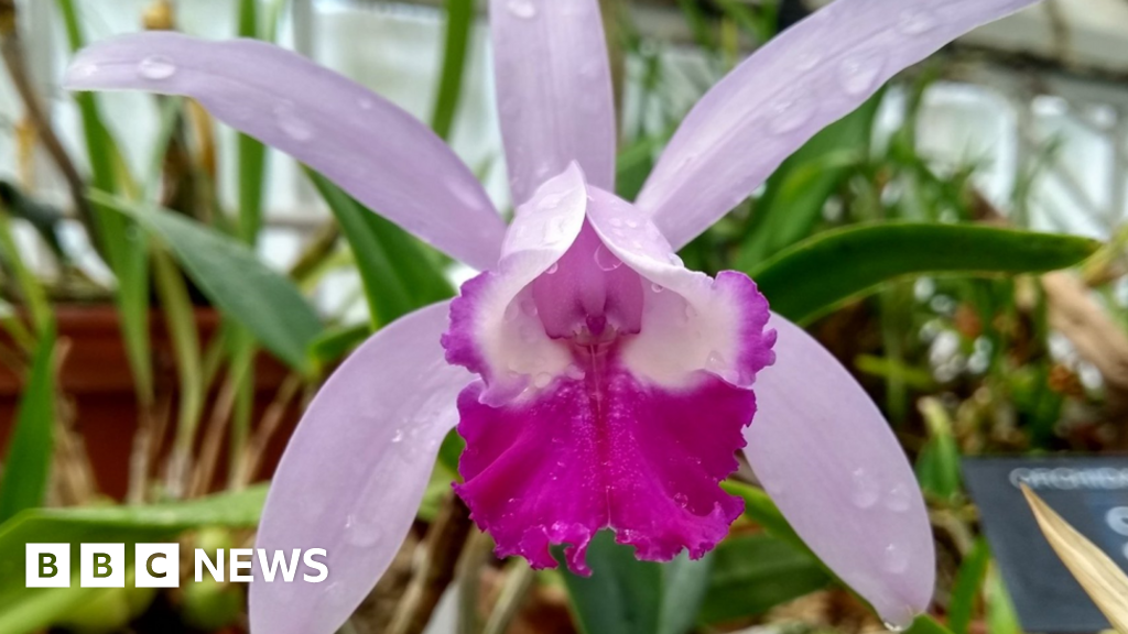 Lottery cash to make rare Liverpool plant collection bloom - BBC News