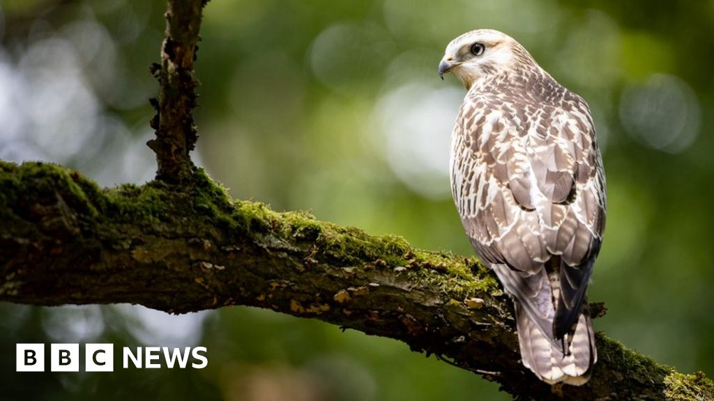Lakenheath man sentenced for role in death of buzzard