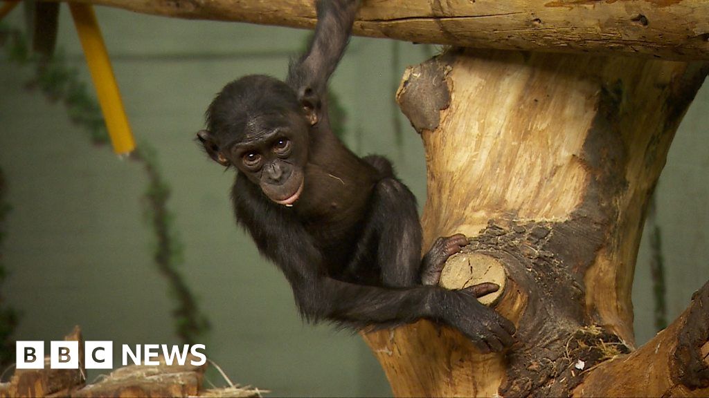 Twycross Zoo bonobos move into 'dream home' - BBC News
