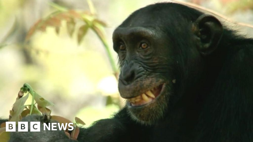 US health agency to end medical testing on chimps - BBC News