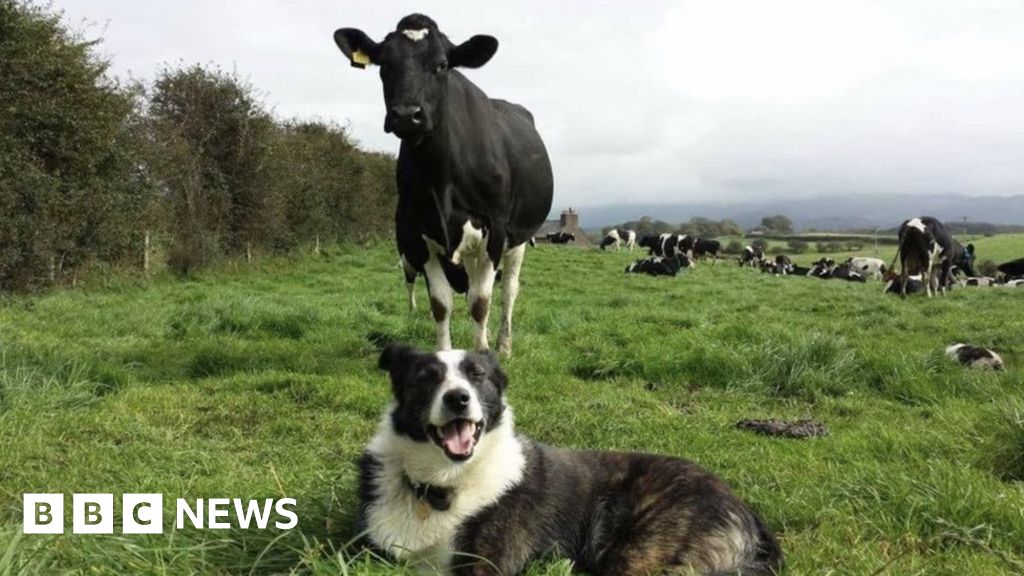 Farm theft claims at 'seven-year high' - BBC News