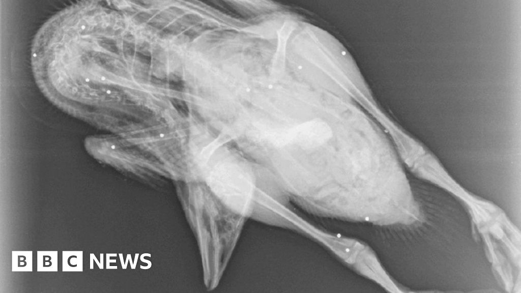 Dozens of geese shot and dumped in River Ure at Wensleydale