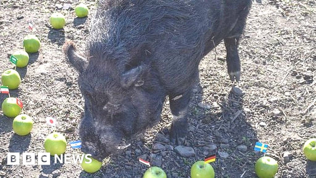 World Cup 2018: Mystic micro pig chooses semi-finalists - BBC News