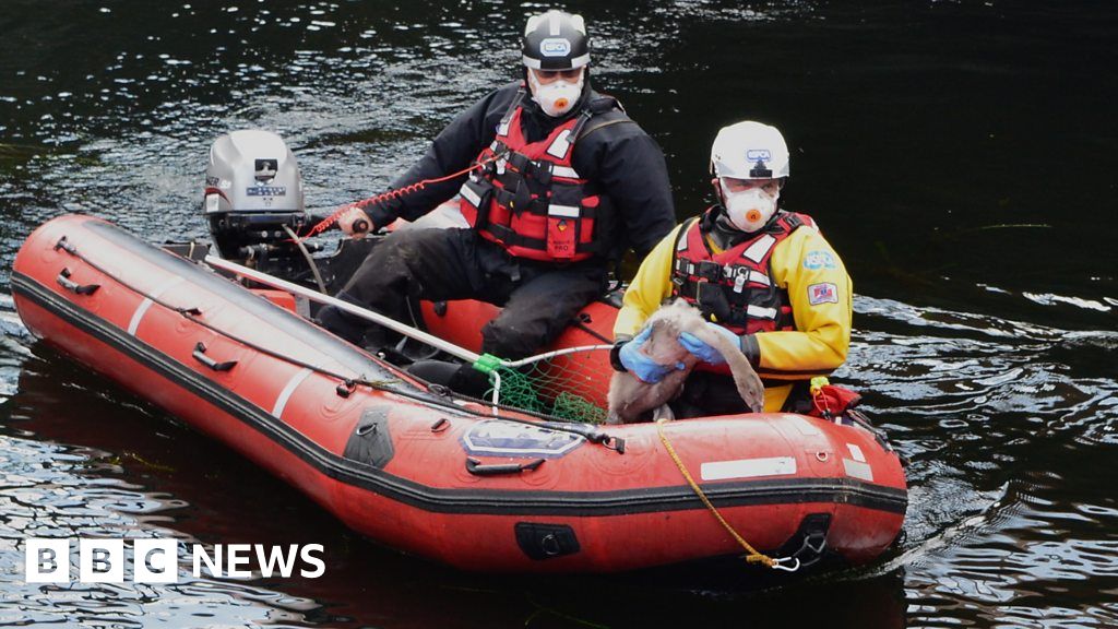 Family of trapped swans rescued from Cardiff lock