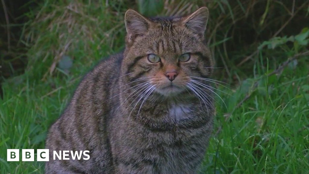 Wildcats 'to return to England' after long absence - BBC News