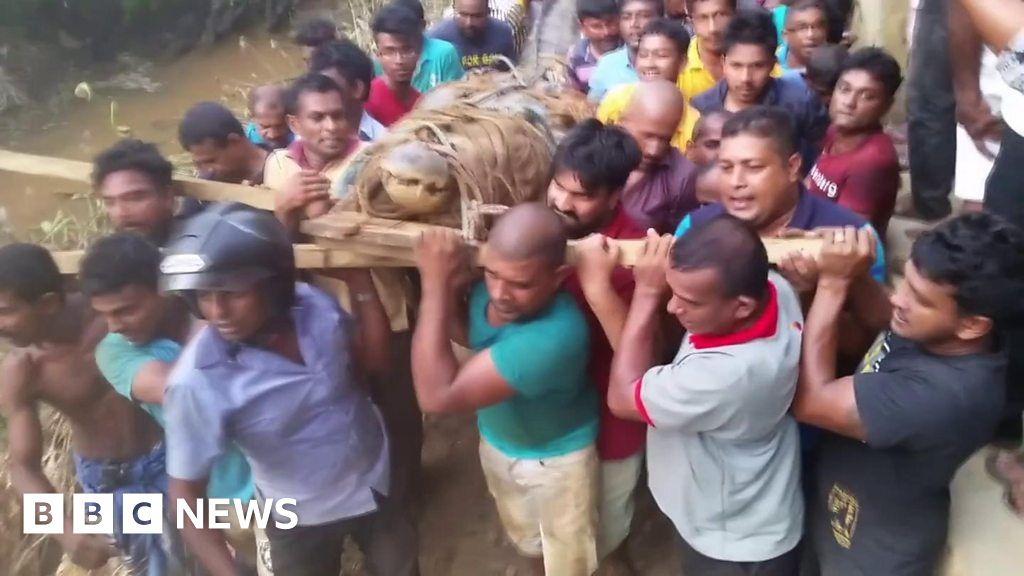 Washed up crocodile carried in Sri Lanka - BBC News