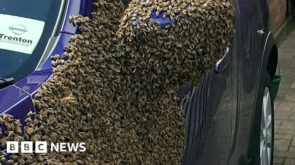 Bee swarm swamps car in Hull - BBC News