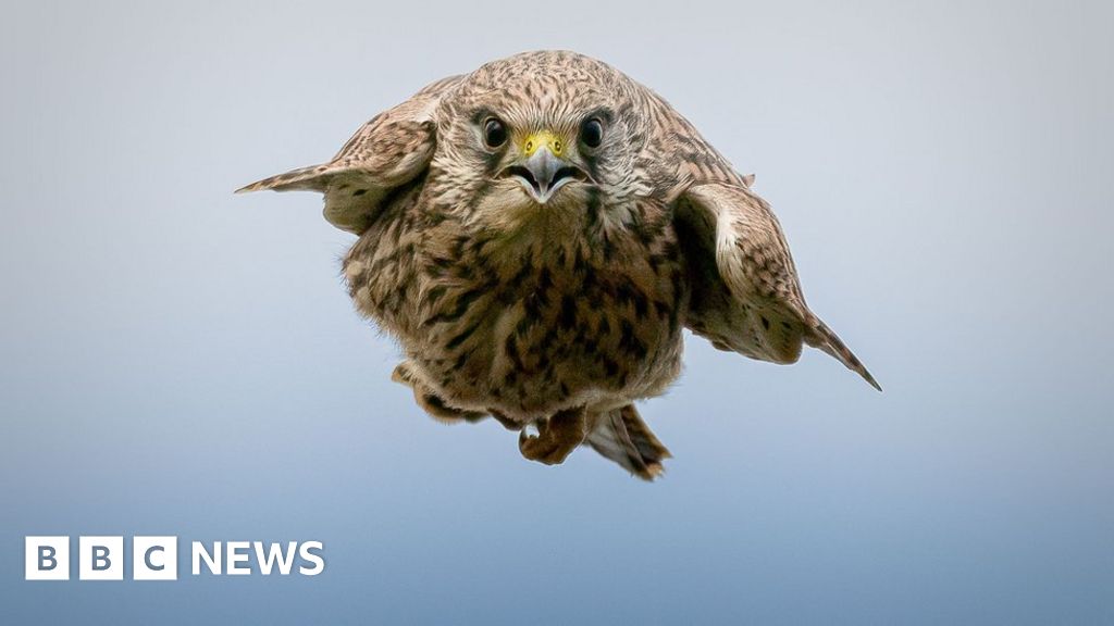Exhibition of stunning wildlife photography to open in Truro - BBC News