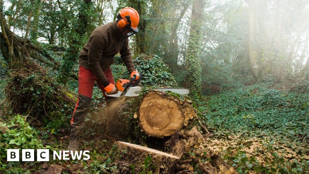 No prosecutions over protected tree breaches, report finds - BBC News