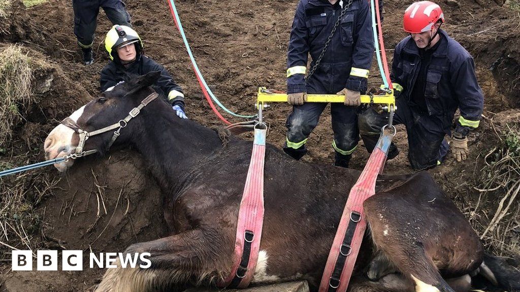 Large shire horse rescued from ditch in north Devon - BBC News