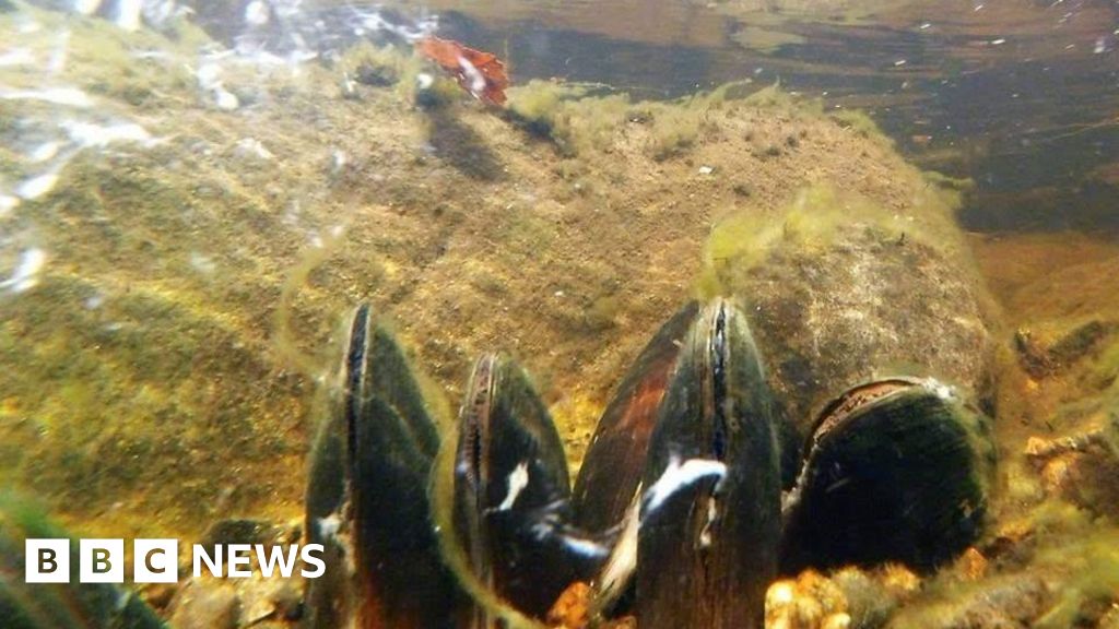 Trout found carrying 550 rare mussel larvae - BBC News