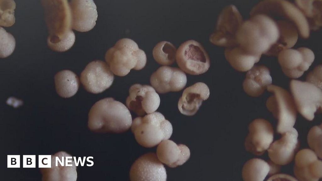 Ancient shells from seabed show rising CO2 levels - BBC News