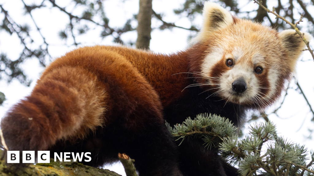 Bristol Zoo Project welcomes endangered red panda Nilo