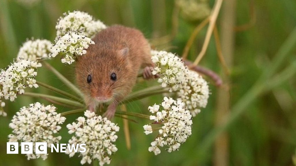 Hundreds of harvest mice released to boost Northumberland colony