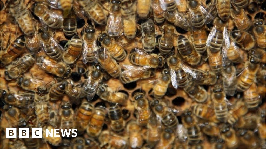 Thousands of bees killed as vandals smash hives in Hebburn