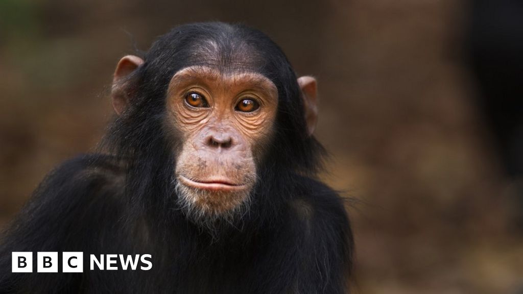 Primates: New rules make it harder to keep them as pets - BBC News