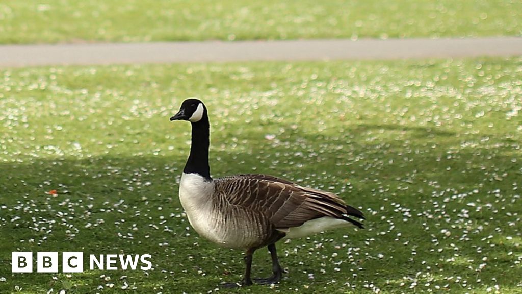 Goose dies after dog attack at Derby's Allestree Park