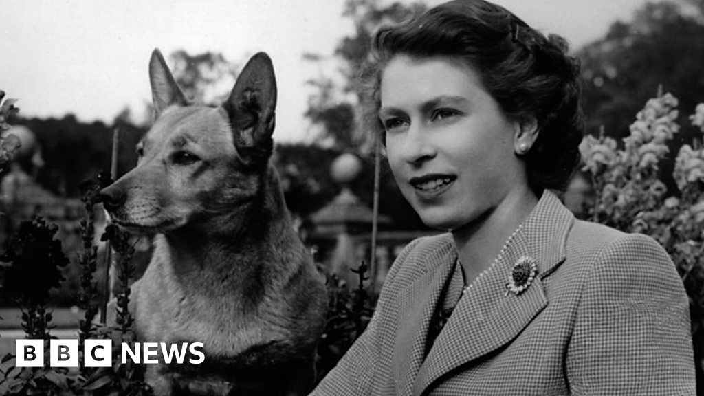 Queen Elizabeth II: The Welsh corgis fit for Her Majesty - BBC News