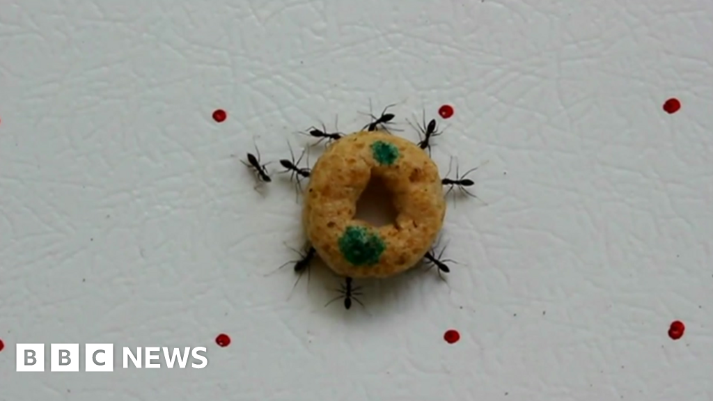 Ant "scouts" steer the pack towards home - BBC News