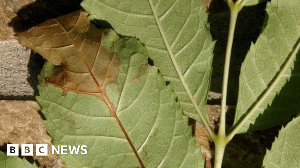 Ash dieback disease: Woodland Trust warning over impact - BBC News