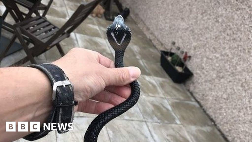 Plastic king cobra sparks Workington RSPCA call-out - BBC News