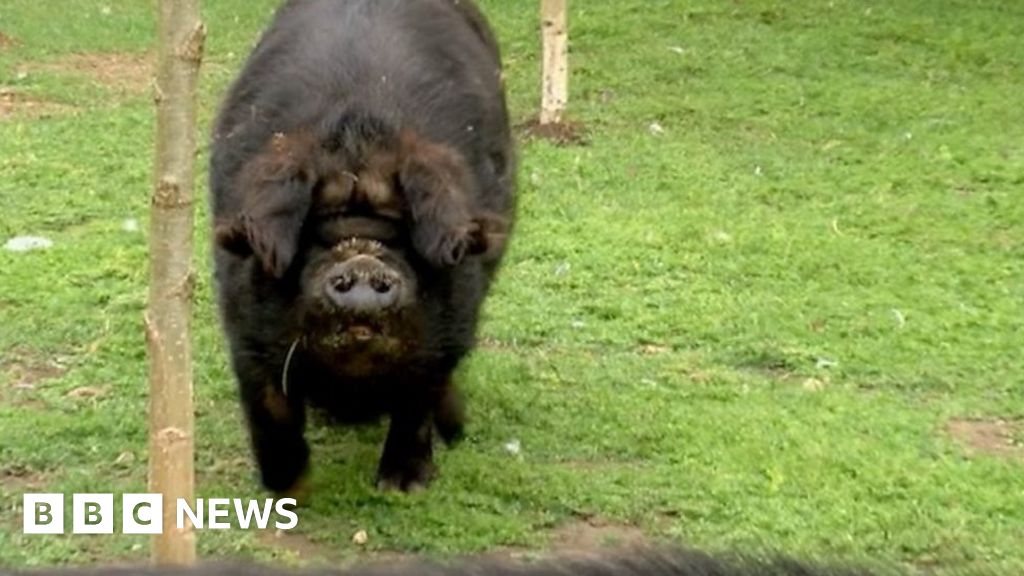 Zoo closure: 'We could have to euthanise some animals to save others'