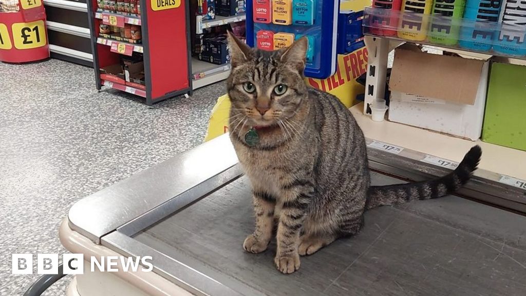 Dorchester's curious cat wins over hearts of Dorset town