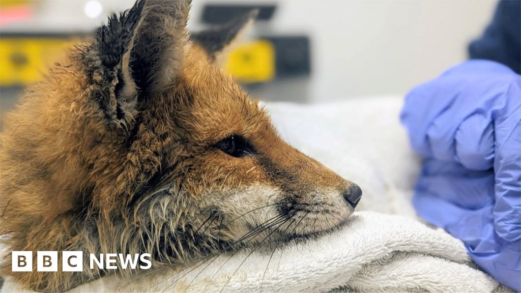 Oxfordshire Wildlife Rescue raises £250,000 for new home - BBC News