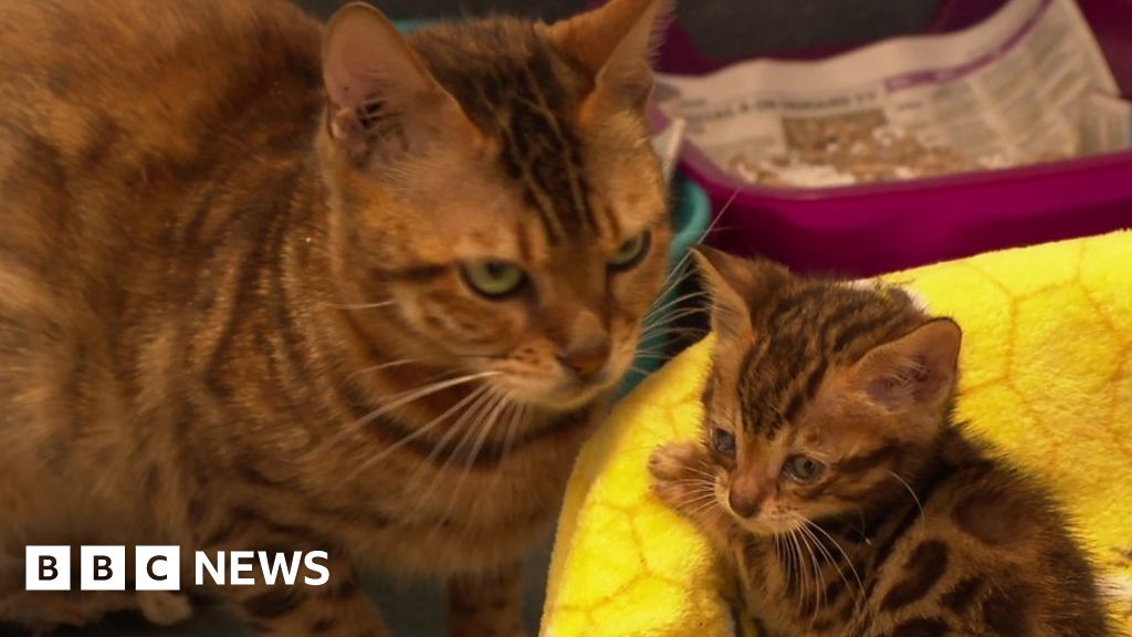 Seventy Bengal cats and kittens rescued from Runcorn house