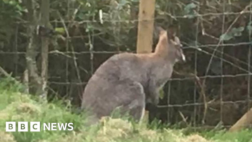 Escaped Filey animal park wallaby found dead on roadside - BBC News