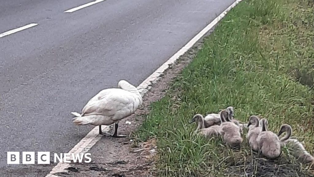 Swans nesting by busy Somerset road given police assistance - BBC News