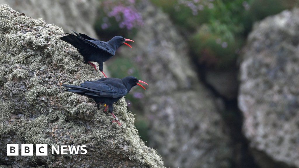 'Bumper year' for Cornish choughs - BBC News