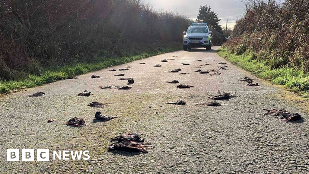 Hundreds of dead birds found in mystery mass death - BBC News