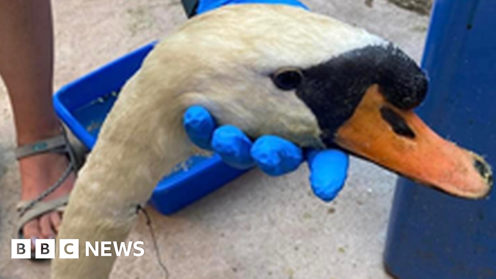 Stricken swan rescued from fishing tackle tangle - BBC News