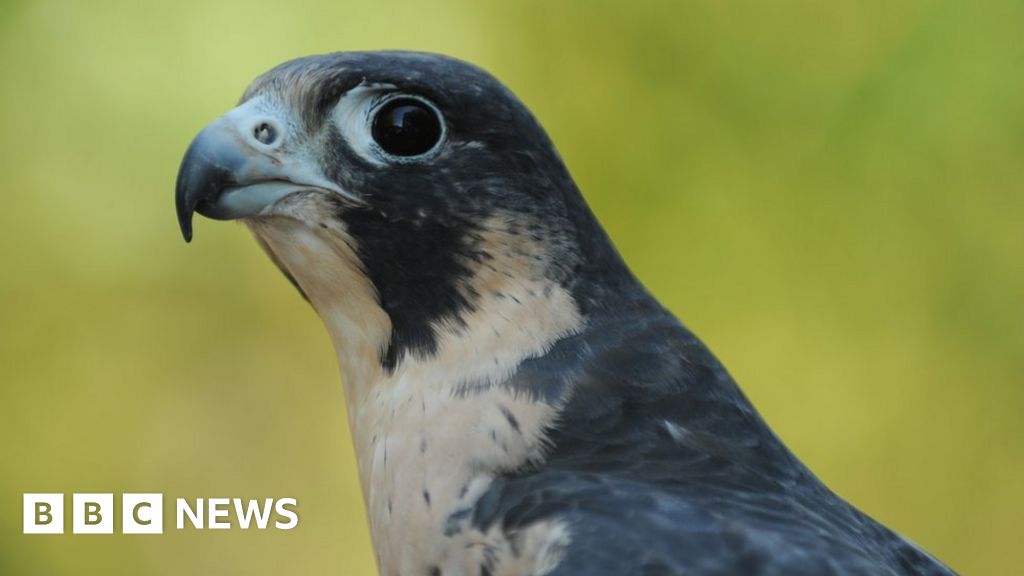 Peregrine falcon dies after Peak District shooting - BBC News