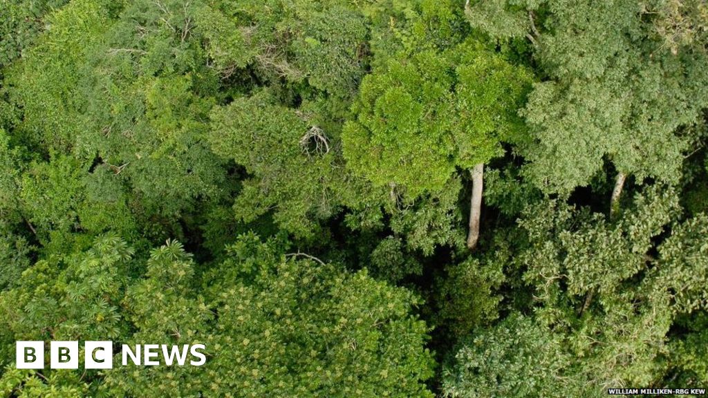 Half of all tree species in Amazon 'face extinction' - BBC News
