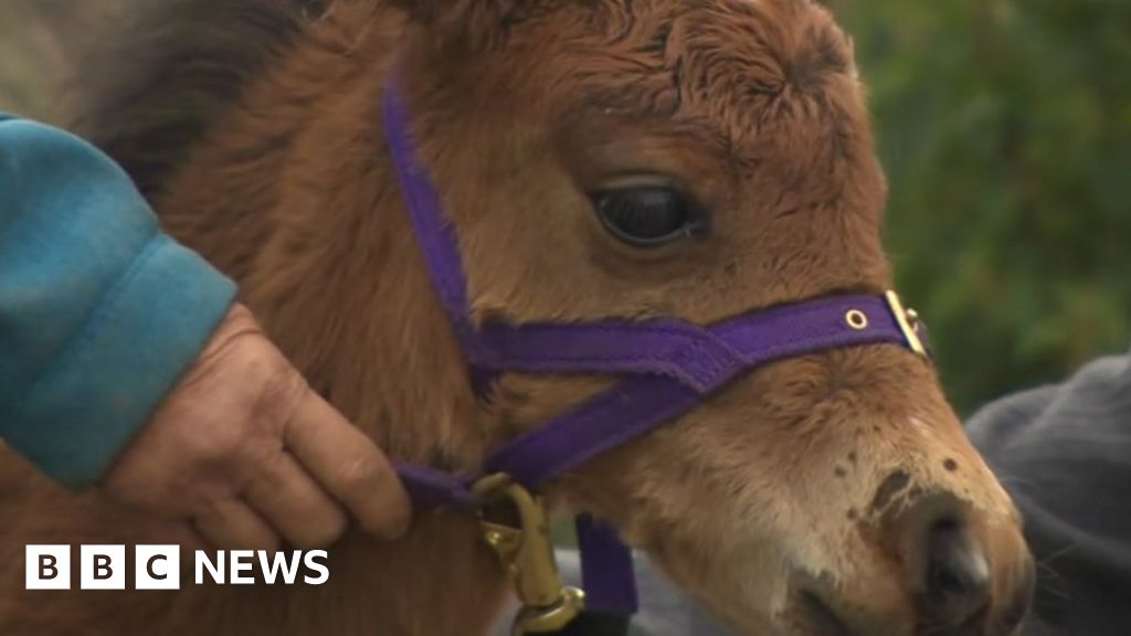 Yorkshire miniature horse is training to be a guide horse - BBC News