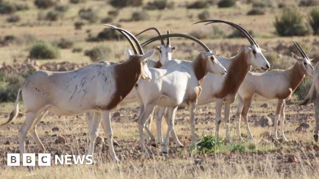 Marwell zoo helps brings rare antelope back from brink of extinction ...