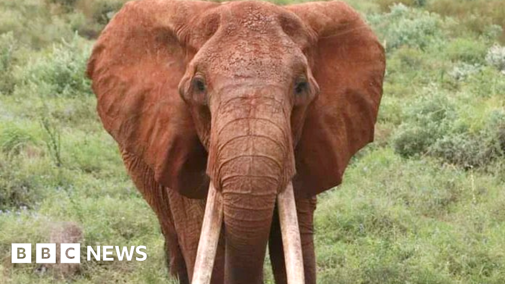 Kenya's famous matriarch elephant dies