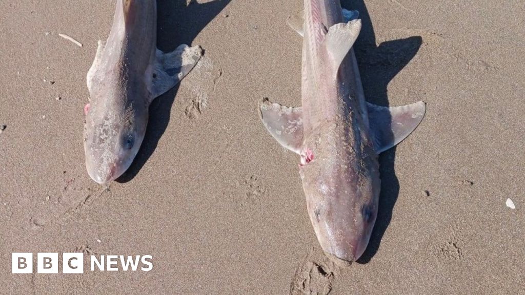Denbighshire: Dozens of dead sharks on Prestatyn beach - BBC News