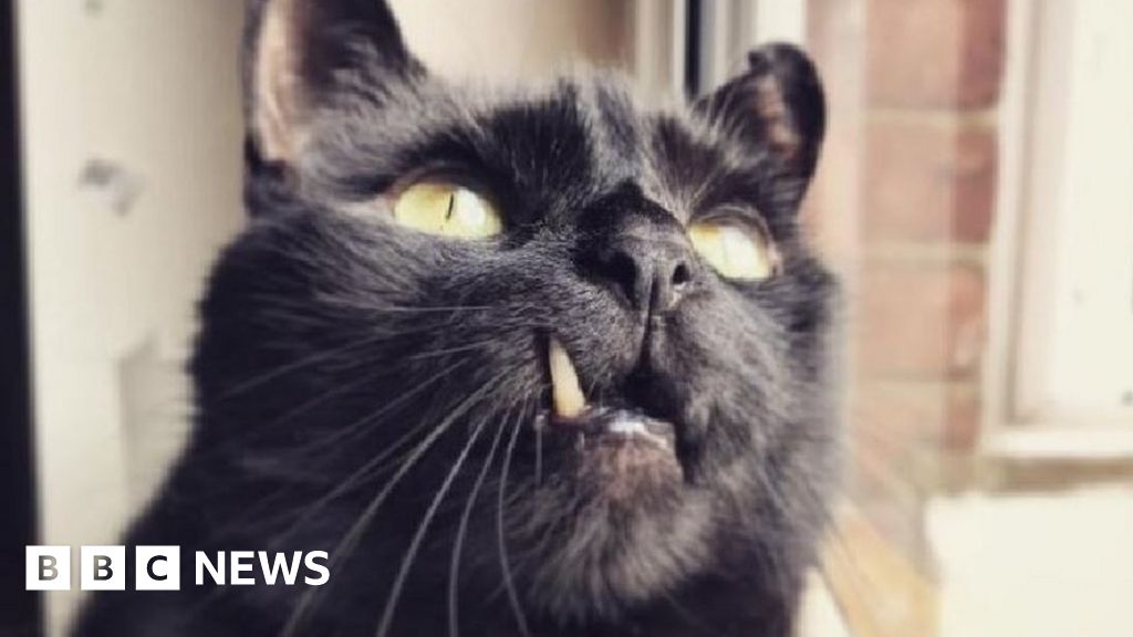 Halloween hope for Dracula-like 'bat cat' - BBC News